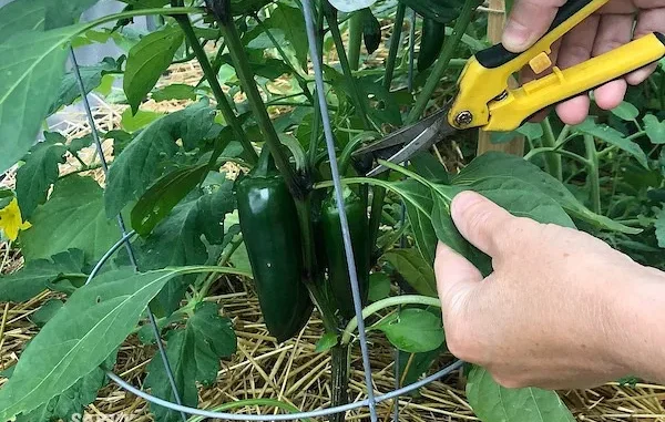 Copilirea la ardei - Voliera.ro